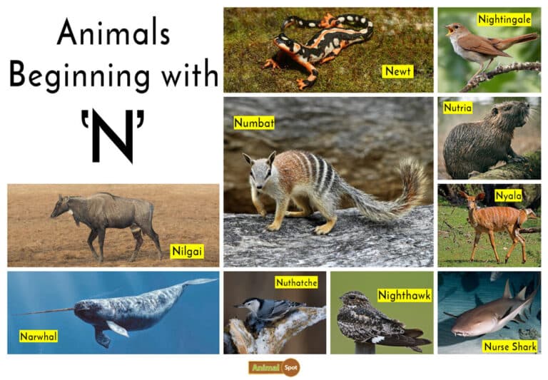 40 Animals Beginning with N - Meredith Plays