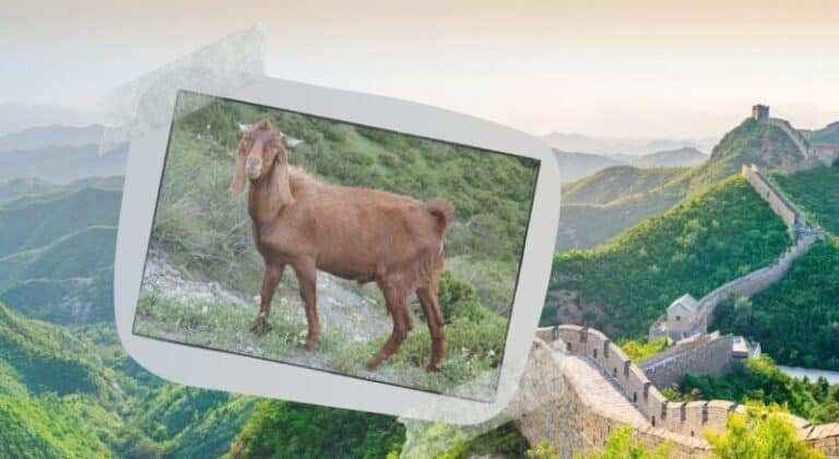 40 Animals that Start with X - Meredith Plays