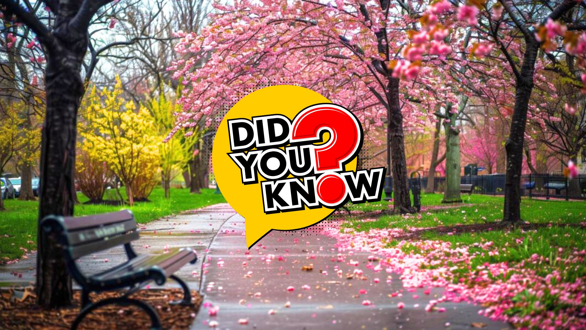 151+ Interesting Facts for Your Spring Trivia Night - Meredith Plays