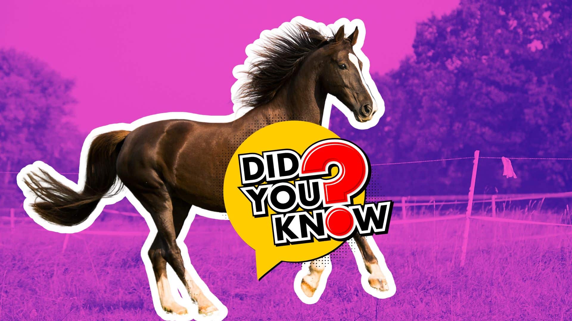 131 Ultimate Horse Trivia Questions for Animal Lovers - Meredith Plays