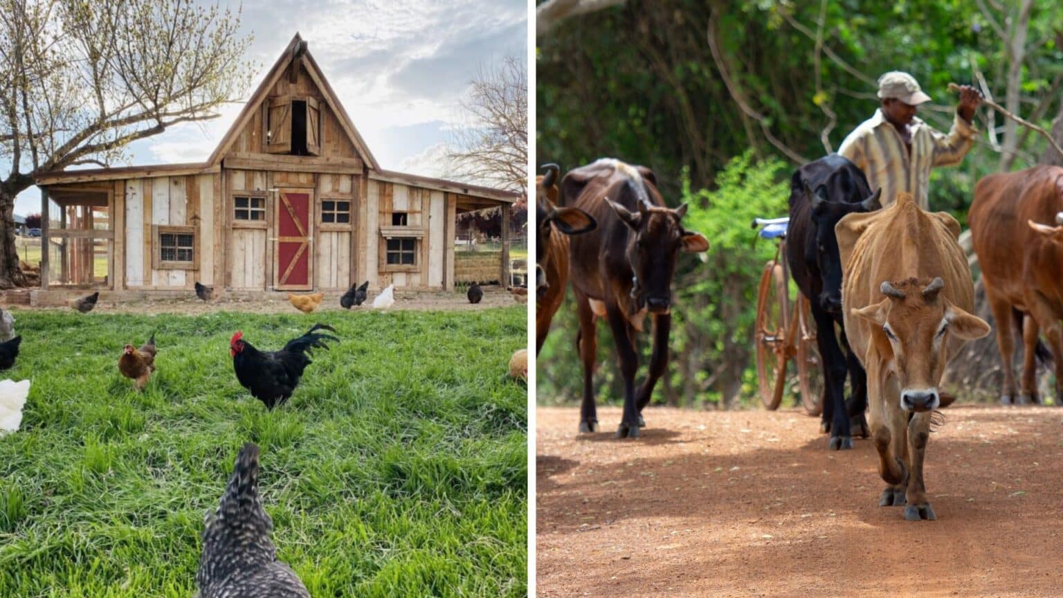 201+ Best Farm Trivia Questions You Didn't Know - Meredith Plays