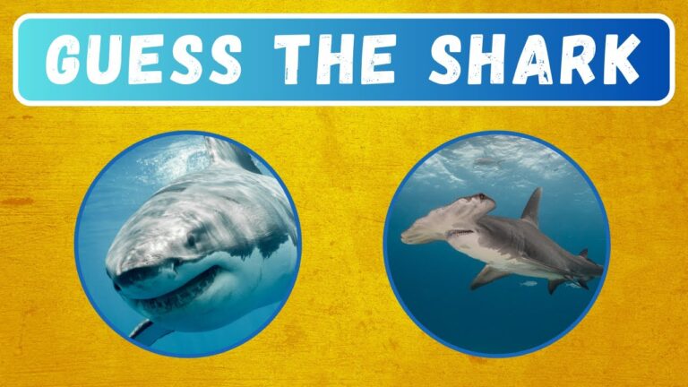 111+ Ultimate Shark Trivia Questions to Impress Your Friends - Meredith ...
