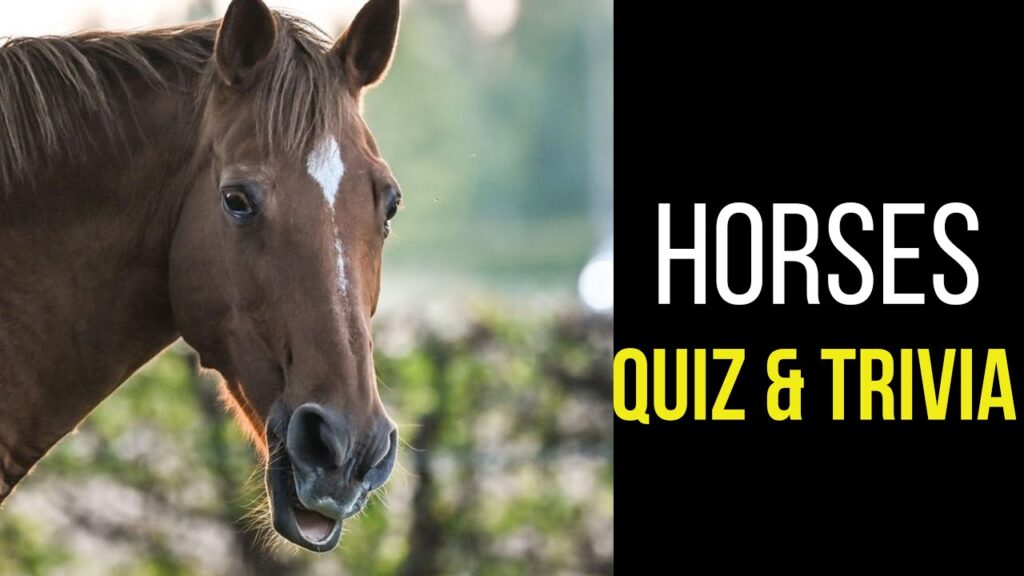 131 Ultimate Horse Trivia Questions for Animal Lovers - Meredith Plays