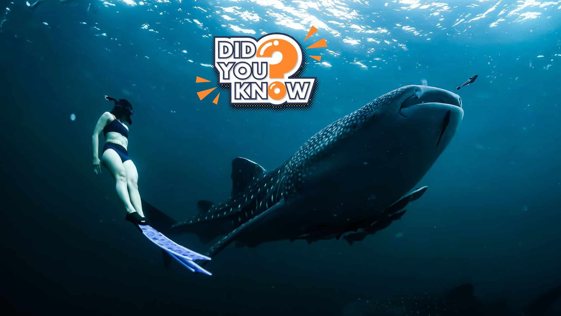 111+ Ultimate Shark Trivia Questions to Impress Your Friends - Meredith ...