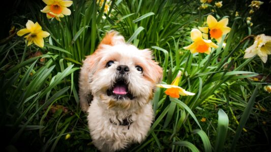 177+ Fun Spring Riddles to Celebrate Spring - Meredith Plays