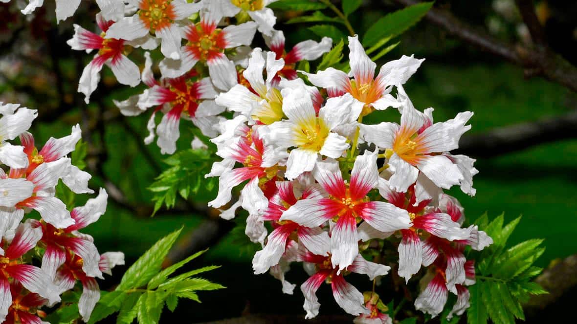 33 Plants That Start with X for Your Garden - Meredith Plays