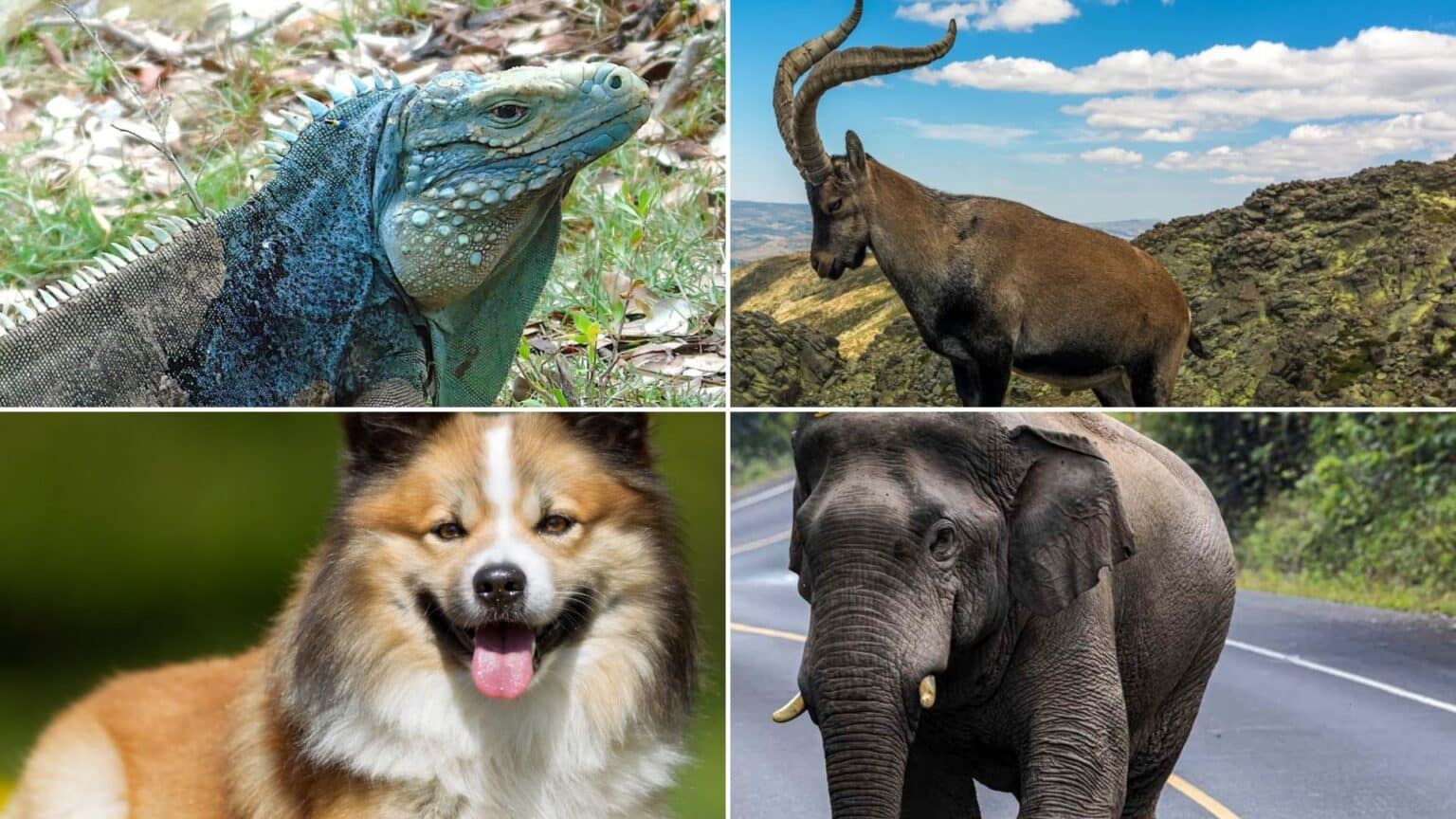 30 Animals Beginning with I - Meredith Plays