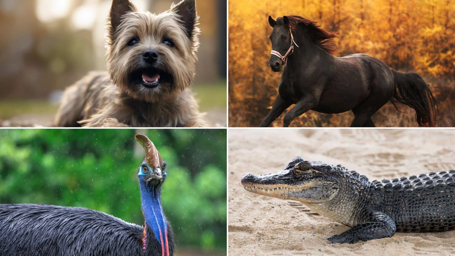 50 Animals Beginning with C - Meredith Plays