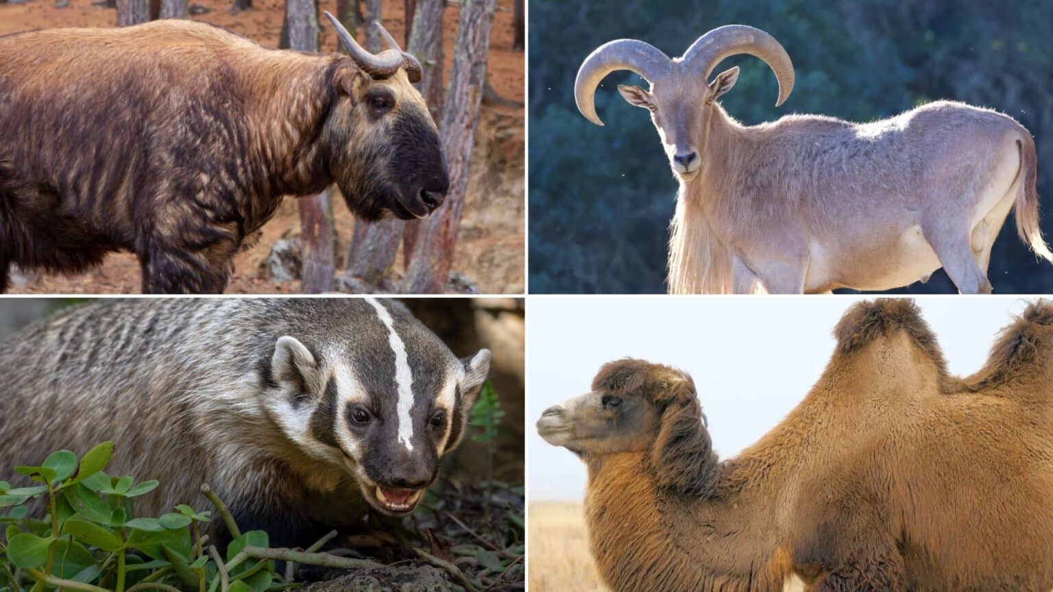 50 Animals Beginning With B - Meredith Plays