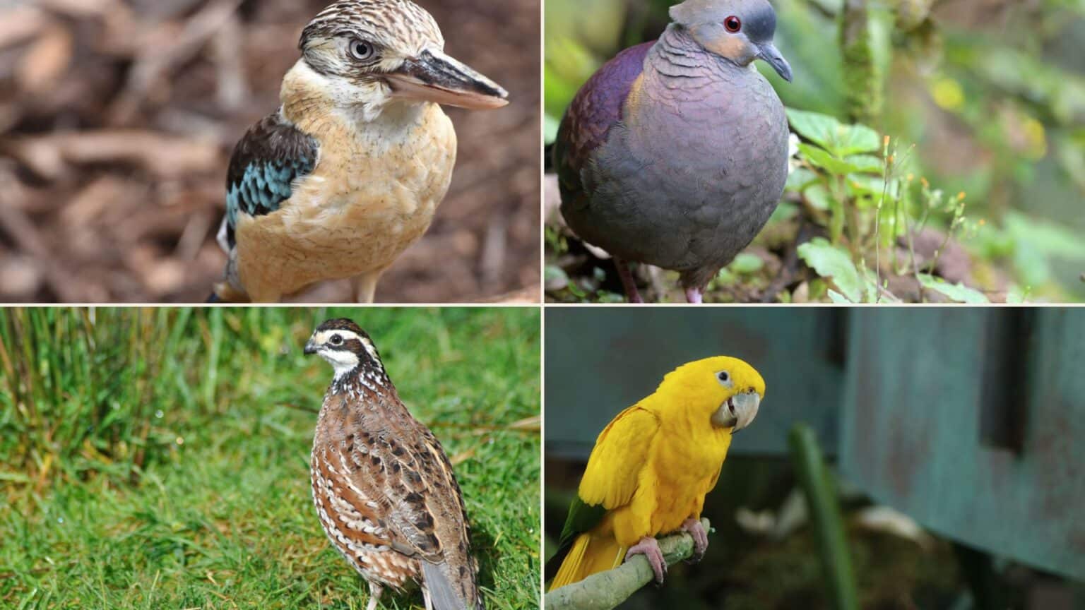 11 Birds that Start with Q with Facts & Pictures - Meredith Plays