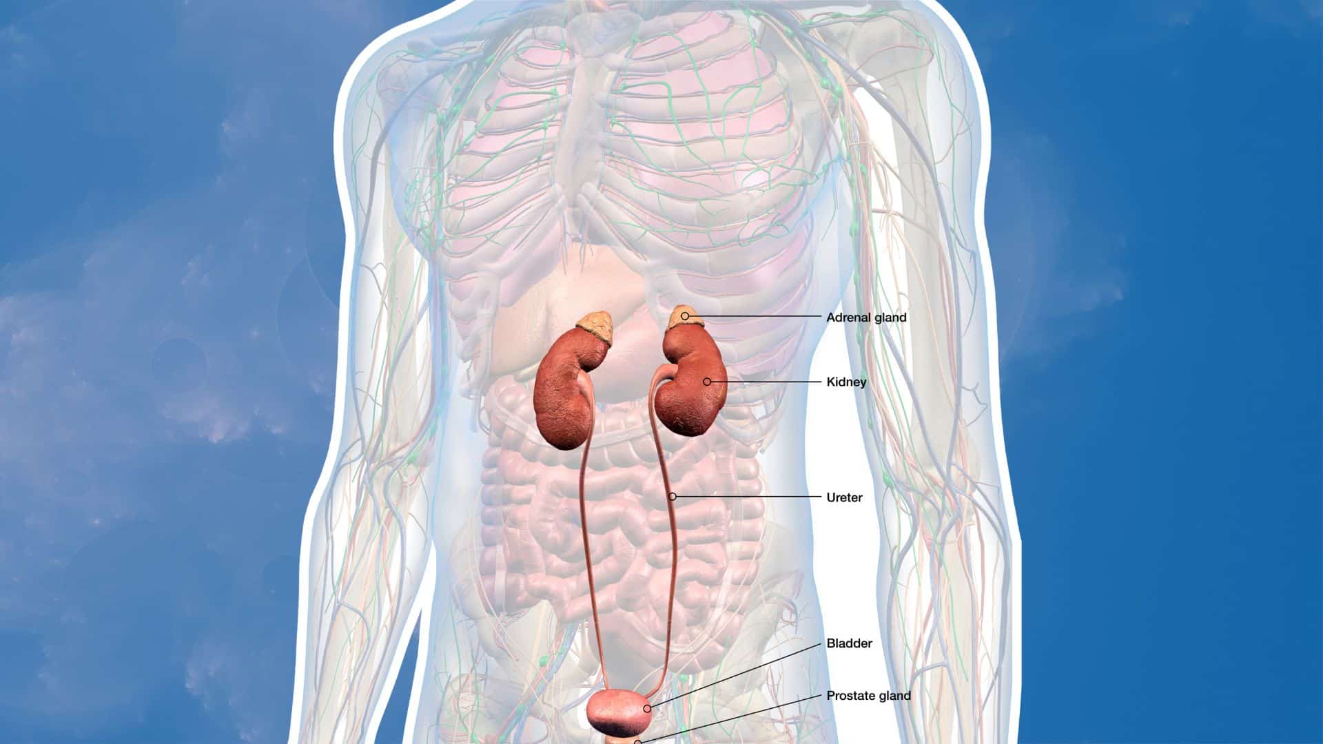 25+ Super Amazing Facts About the Excretory System - Meredith Plays