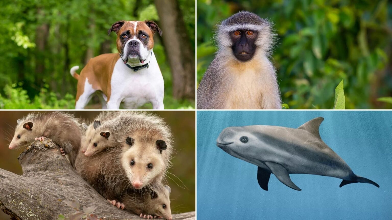 30 Animals Beginning with V - Meredith Plays