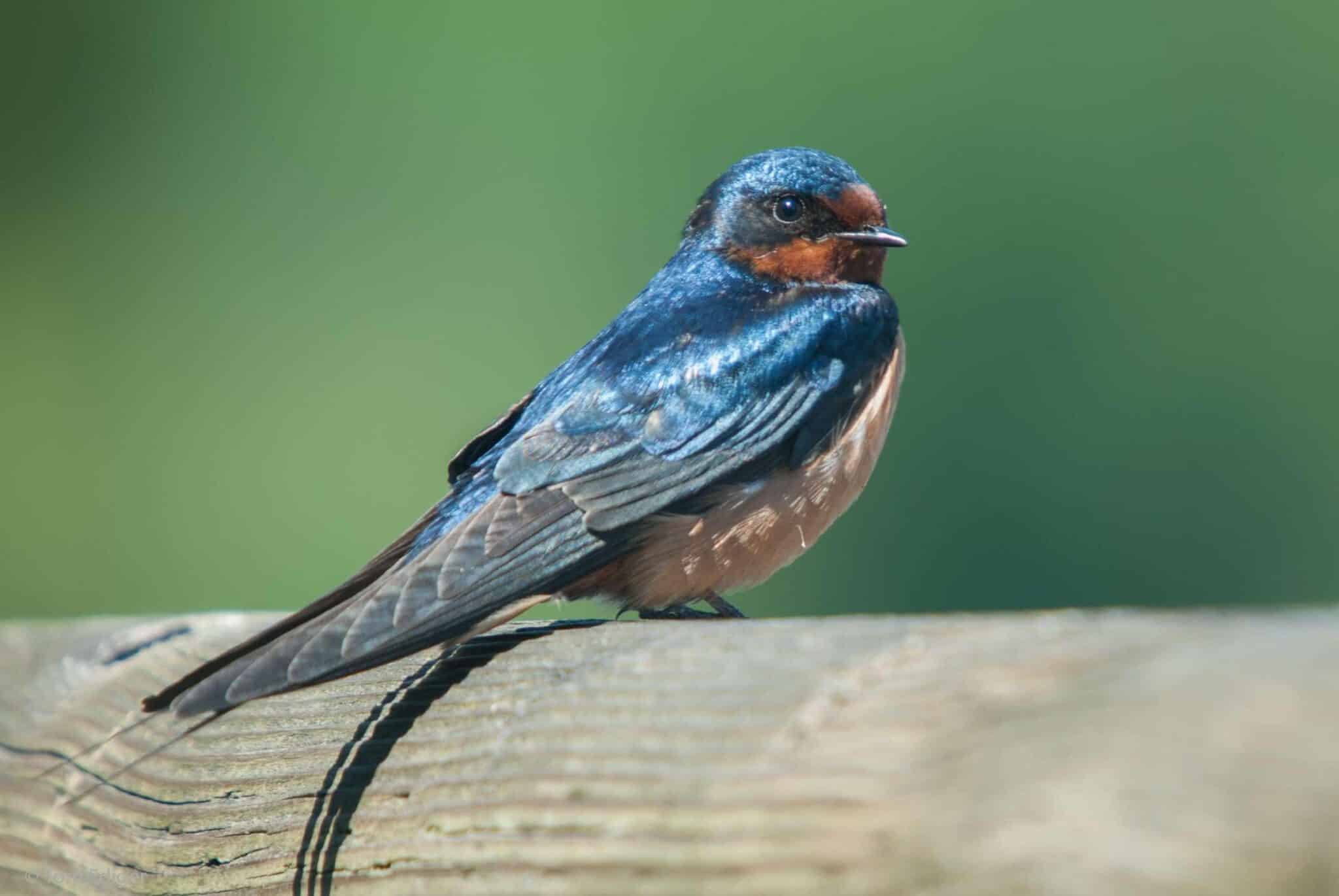 150 Birds that Start with B with Facts & Pictures - Meredith Plays