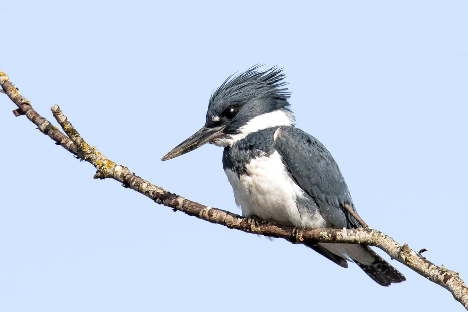 150 Birds that Start with B with Facts & Pictures - Meredith Plays