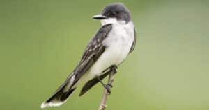 181 Birds that Start with E with Facts & Pictures - Meredith Plays