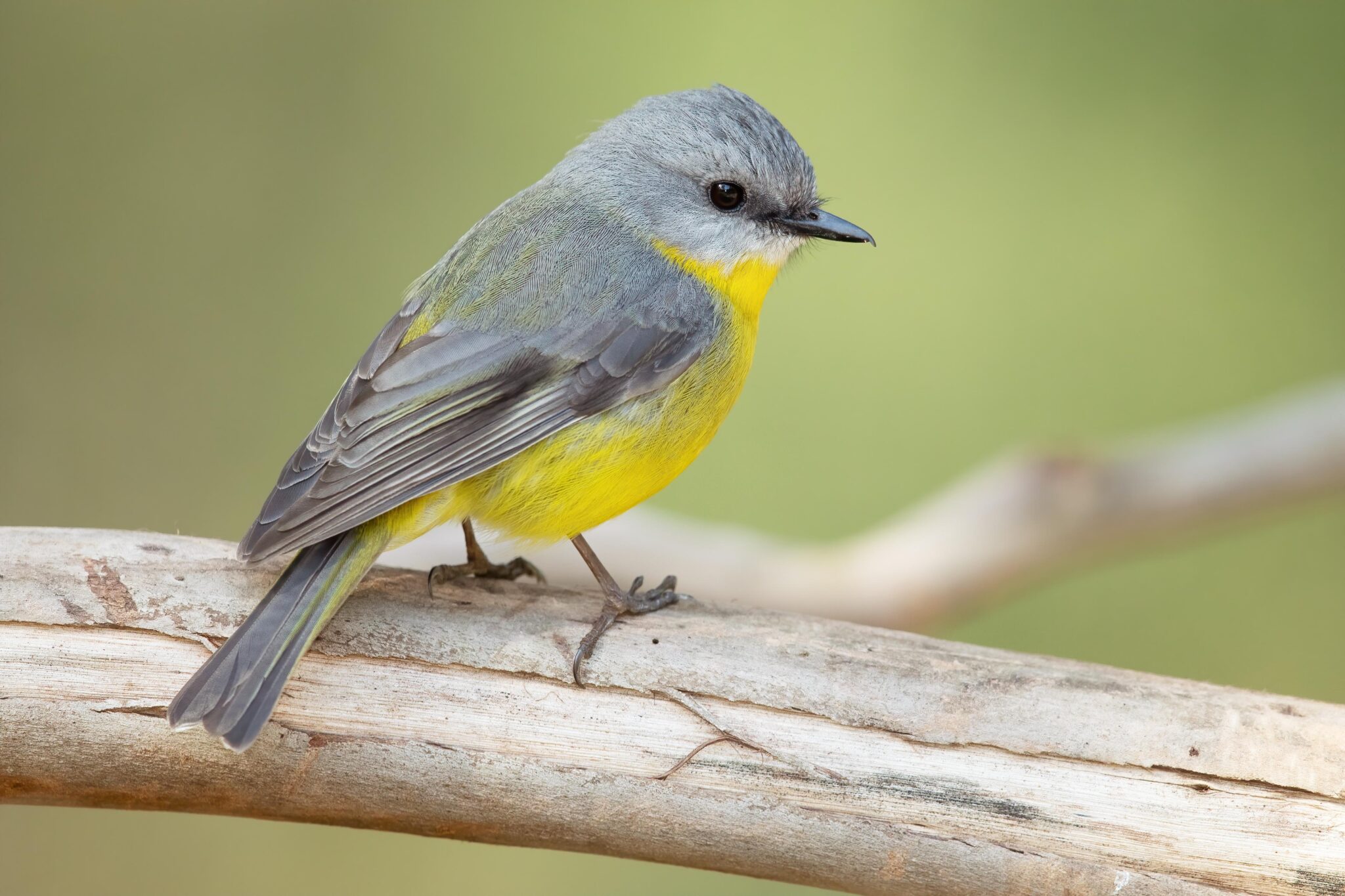 181 Birds that Start with E with Facts & Pictures - Meredith Plays