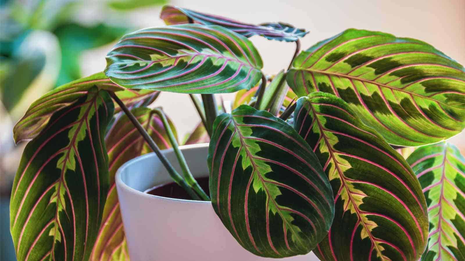 45 Beautiful Plants That Start with M Around the World - Meredith Plays