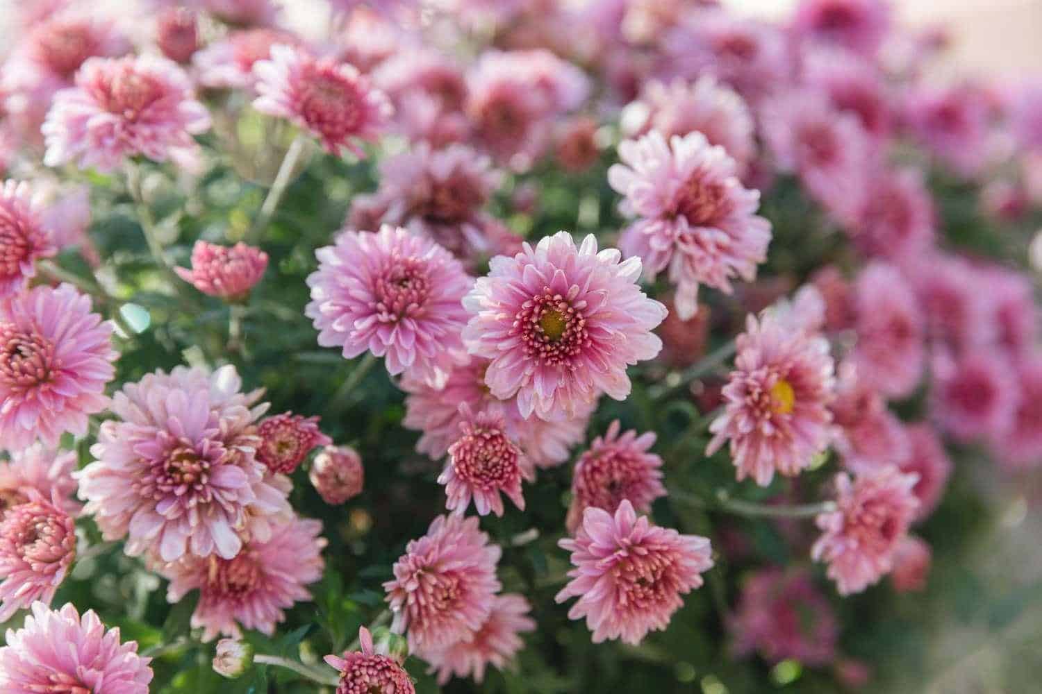 45 Beautiful Plants That Start with M Around the World - Meredith Plays