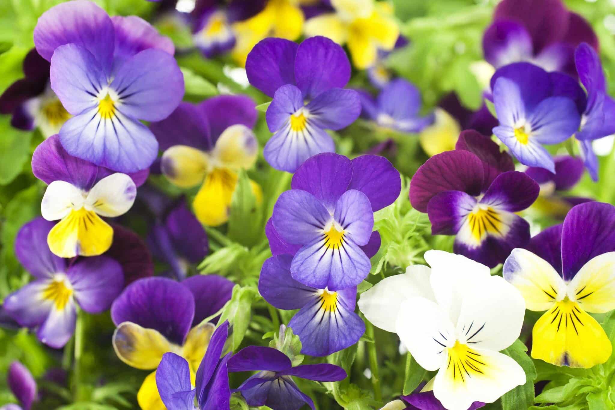 40 Beautiful Plants That Start with P Around the World - Meredith Plays