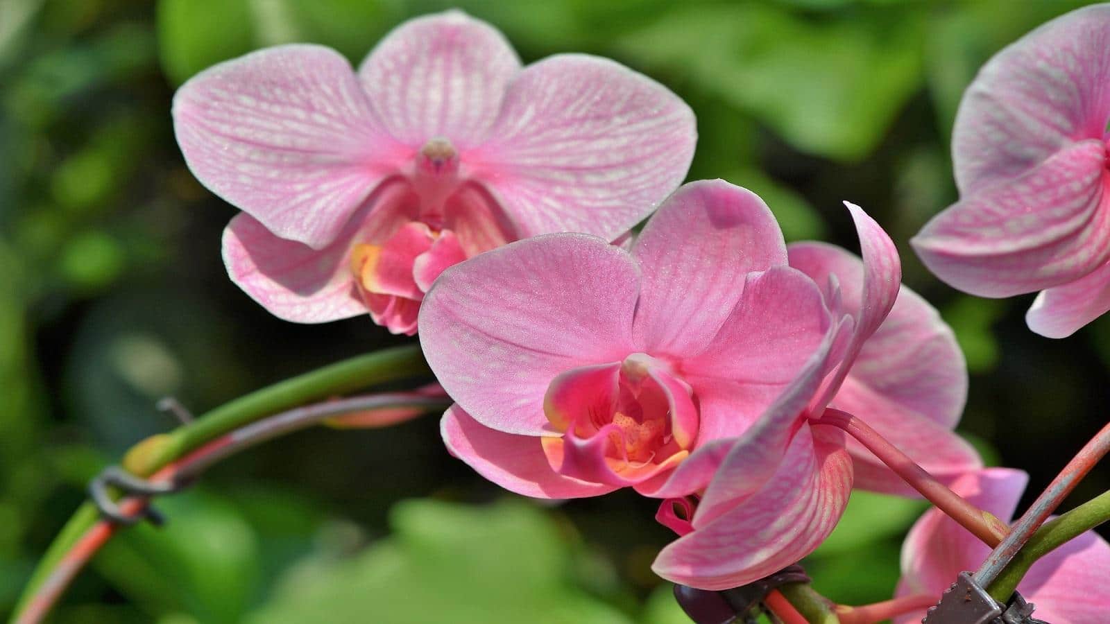 40 Beautiful Plants That Start with P Around the World - Meredith Plays