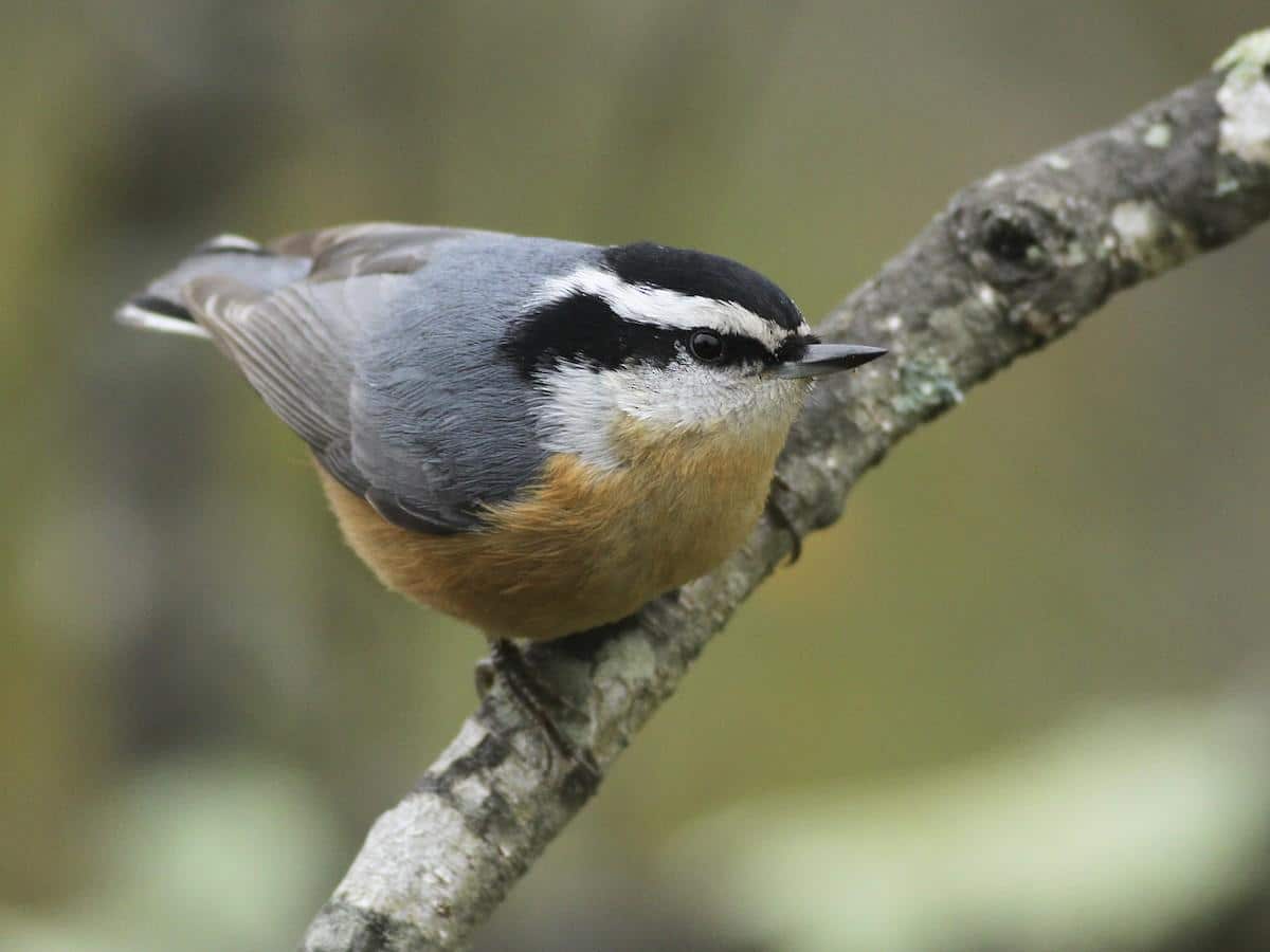50 Birds that Start with R with Facts & Pictures - Meredith Plays