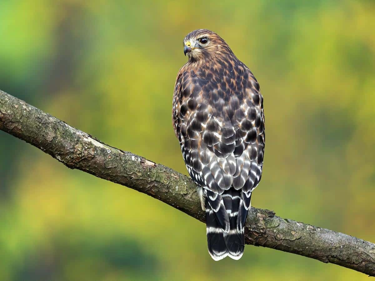 50 Birds that Start with R with Facts & Pictures - Meredith Plays
