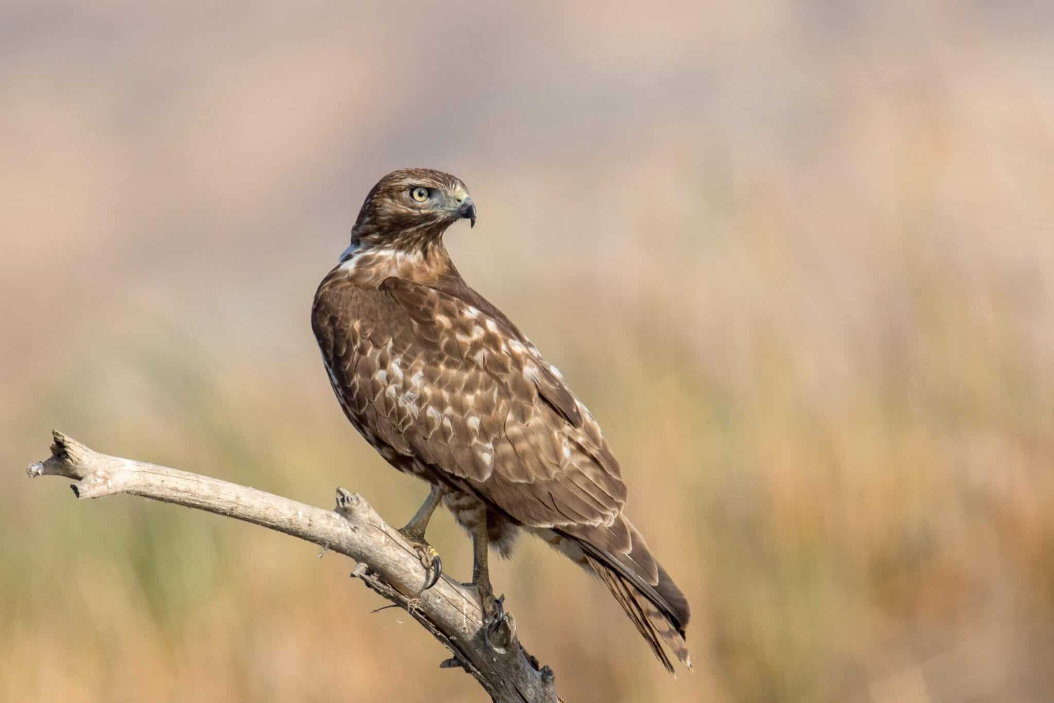 50 Birds that Start with R with Facts & Pictures - Meredith Plays