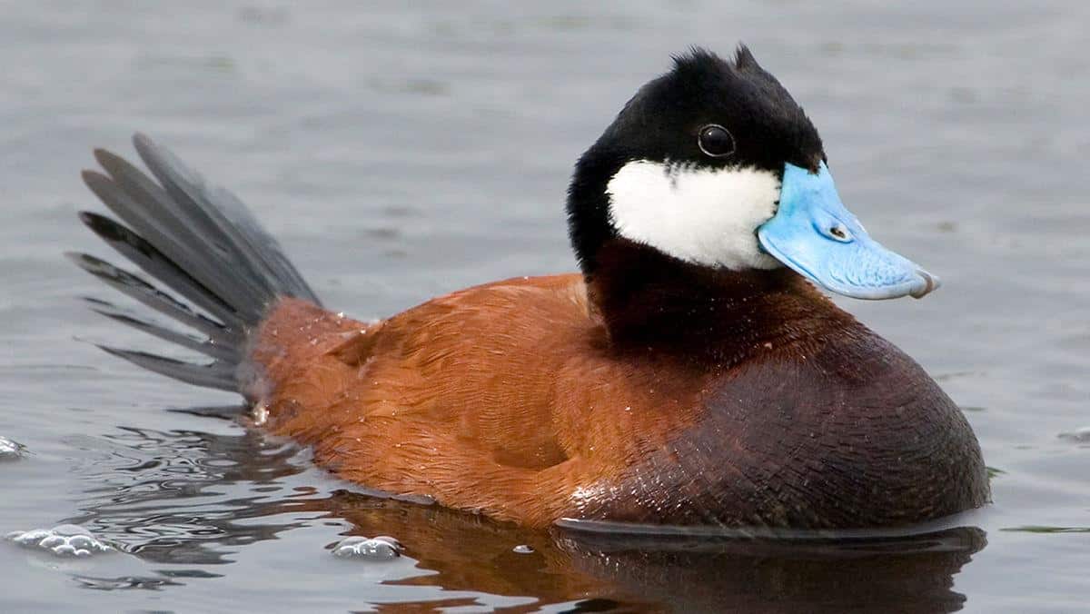 50 Birds that Start with R with Facts & Pictures - Meredith Plays