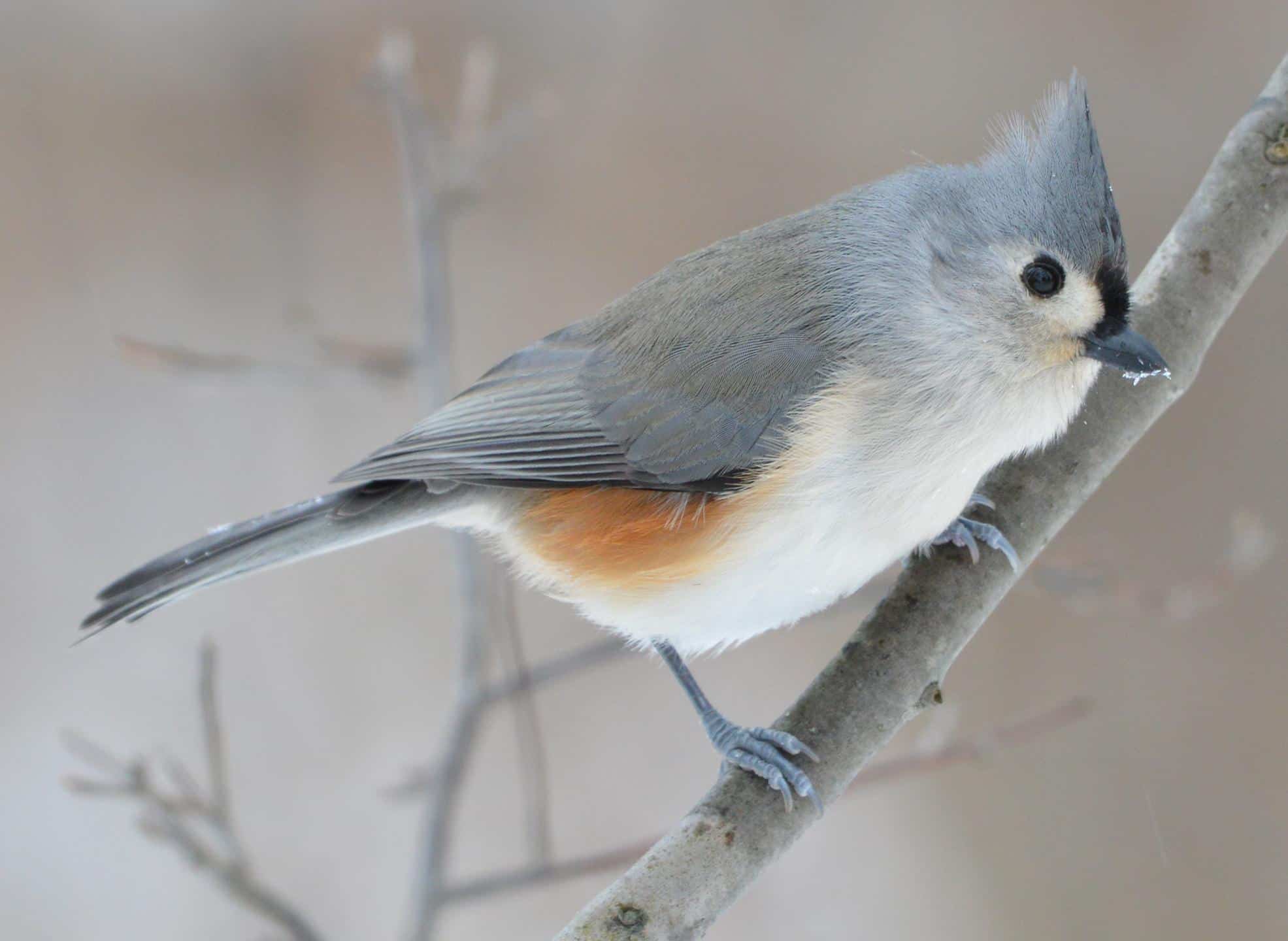 80 Birds that Start with T with Facts & Pictures - Meredith Plays