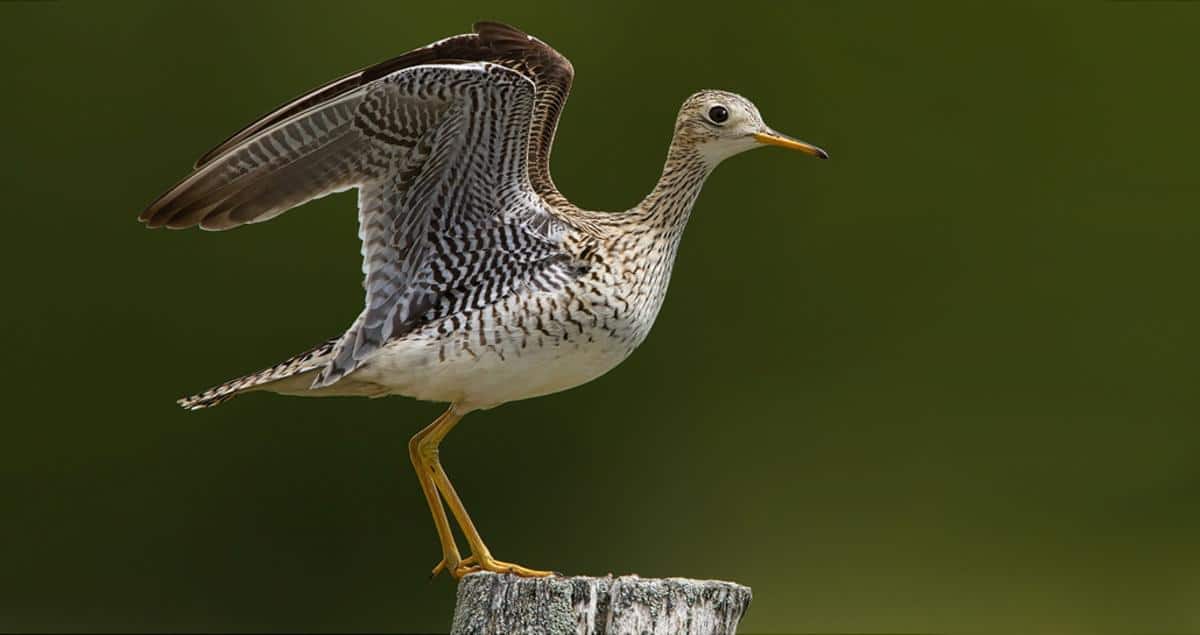 60 Birds that Start with U with Facts & Pictures - Meredith Plays