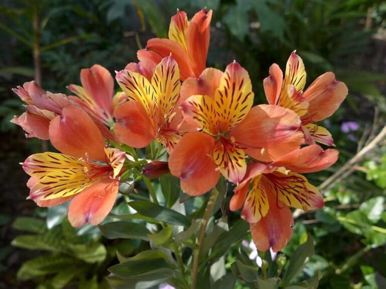 18 Beautiful Flowers That Start with U Around the World - Meredith Plays