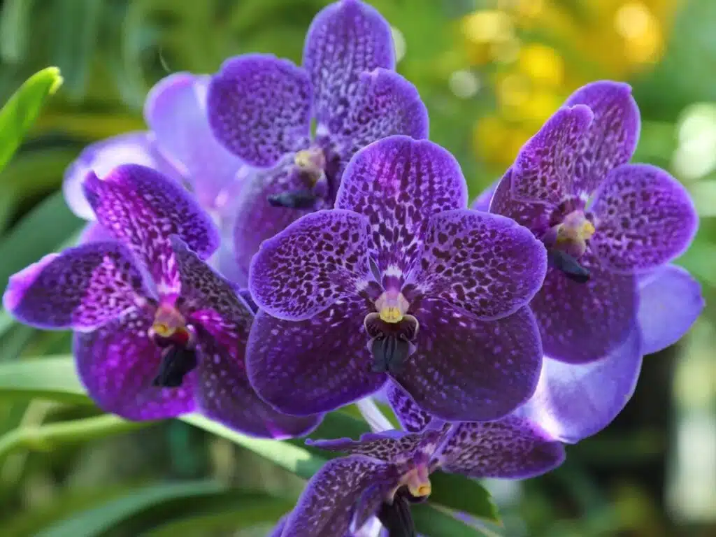 25 Beautiful Flowers That Start with V Around the World - Meredith Plays