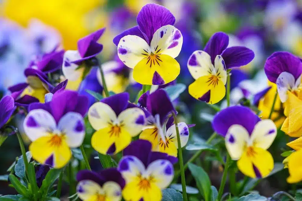 25 Beautiful Flowers That Start with V Around the World - Meredith Plays