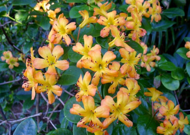 25 Beautiful Flowers That Start with V Around the World - Meredith Plays