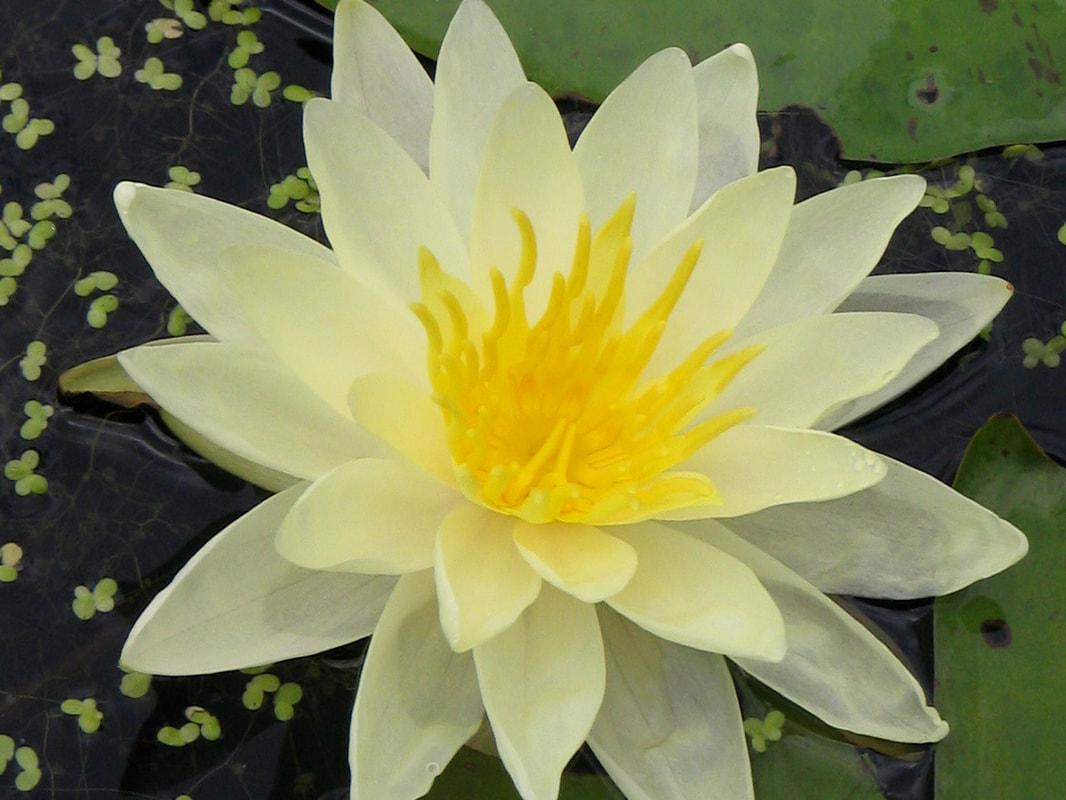 25 Beautiful Flowers That Start with Y Around the World - Meredith Plays