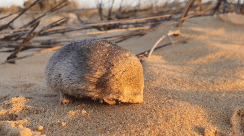 101 Amazing Animals that Live in The Desert Heat - Meredith Plays
