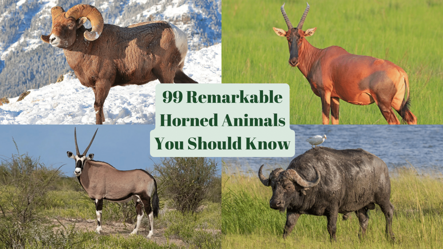 99 Remarkable Horned Animals You Should Know - Meredith Plays