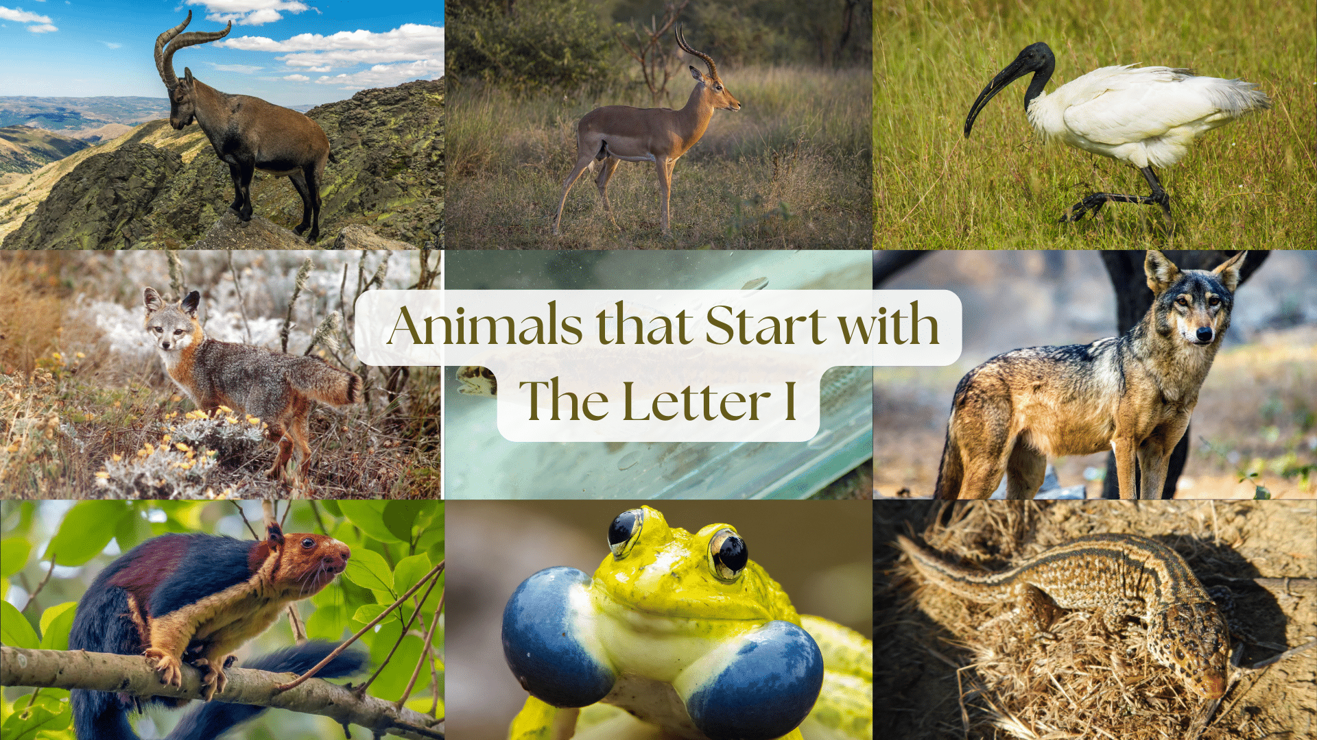70 Fascinating Animals that Start with The Letter I - Meredith Plays