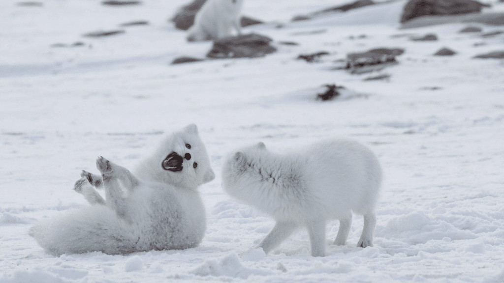 The Amazing World of Arctic Animals: A Kid's Guide - Meredith Plays