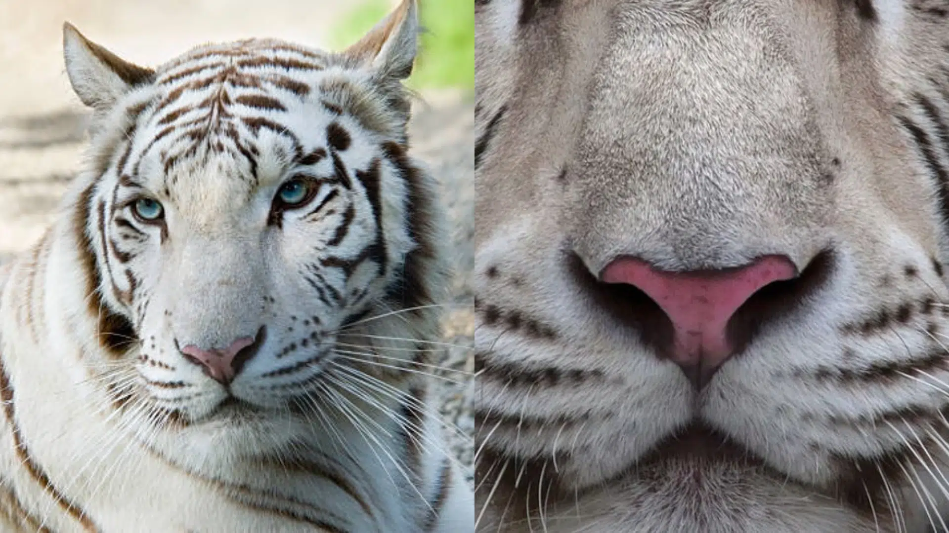 Enigma of White Tigers: 33 Fun Facts You Need to Know - Meredith Plays