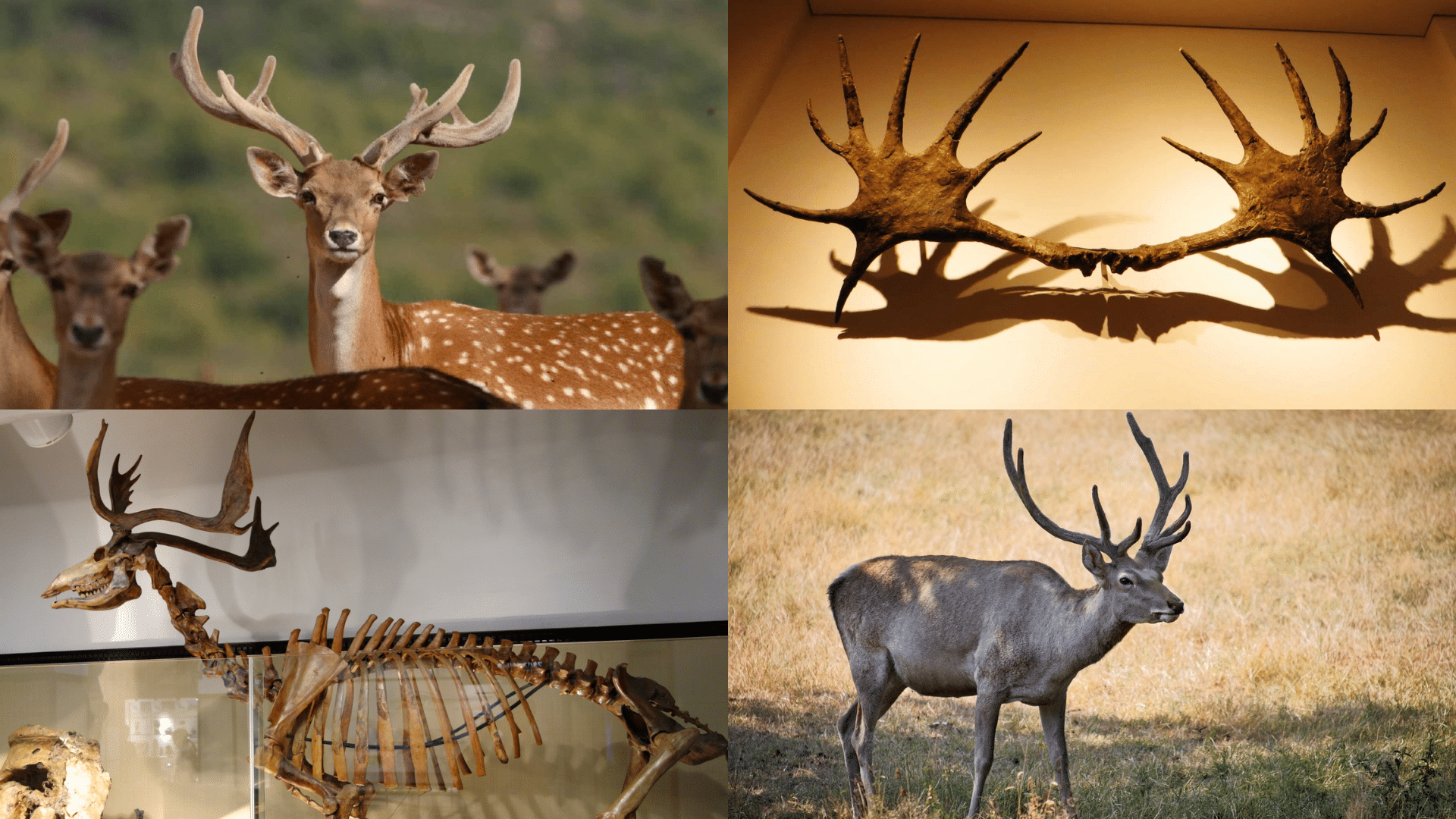 How to Identify Animals with Antlers in the Wild? - Meredith Plays