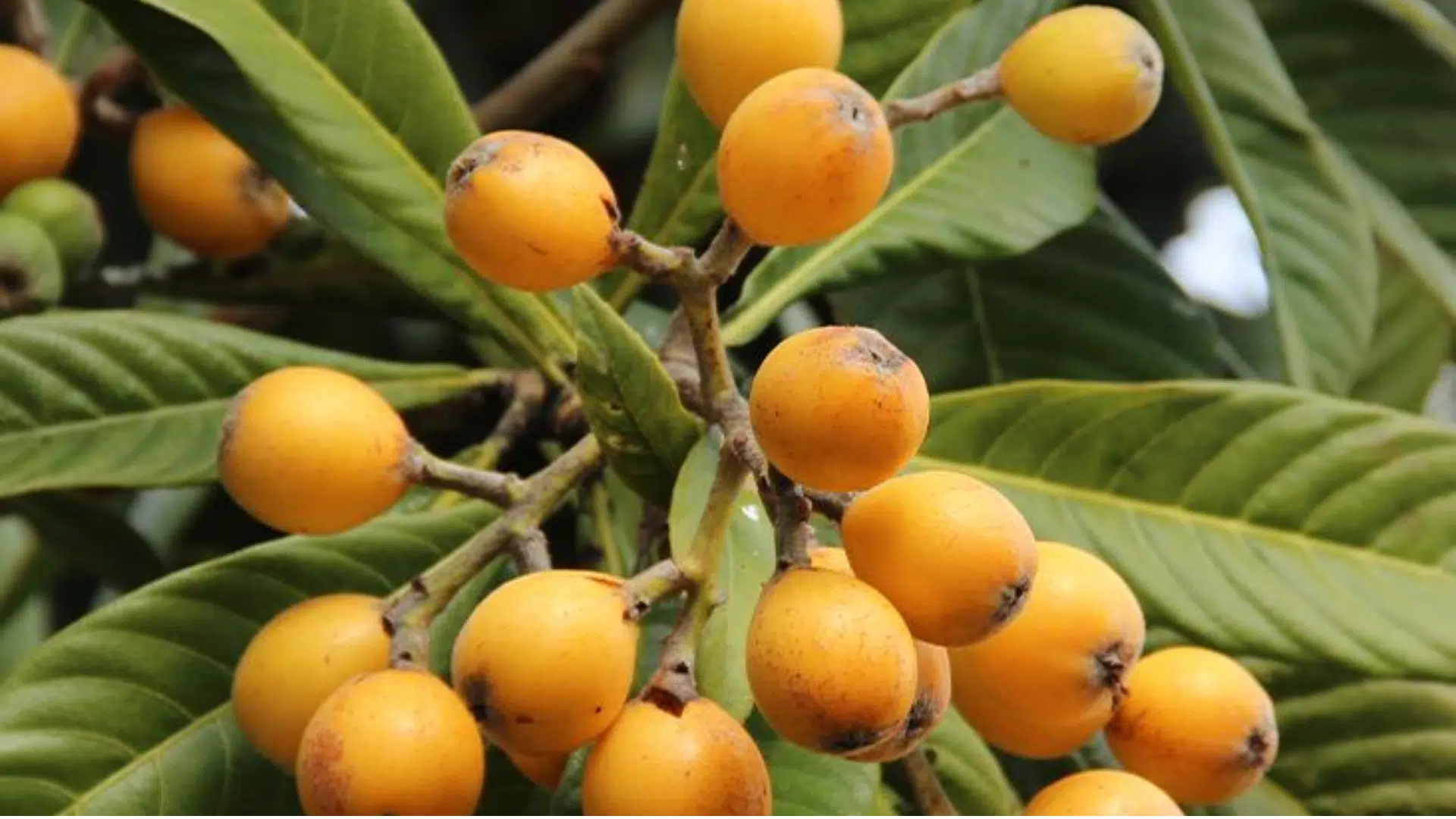 Fruit That Starts With L: A Juicy List to Try - Meredith Plays