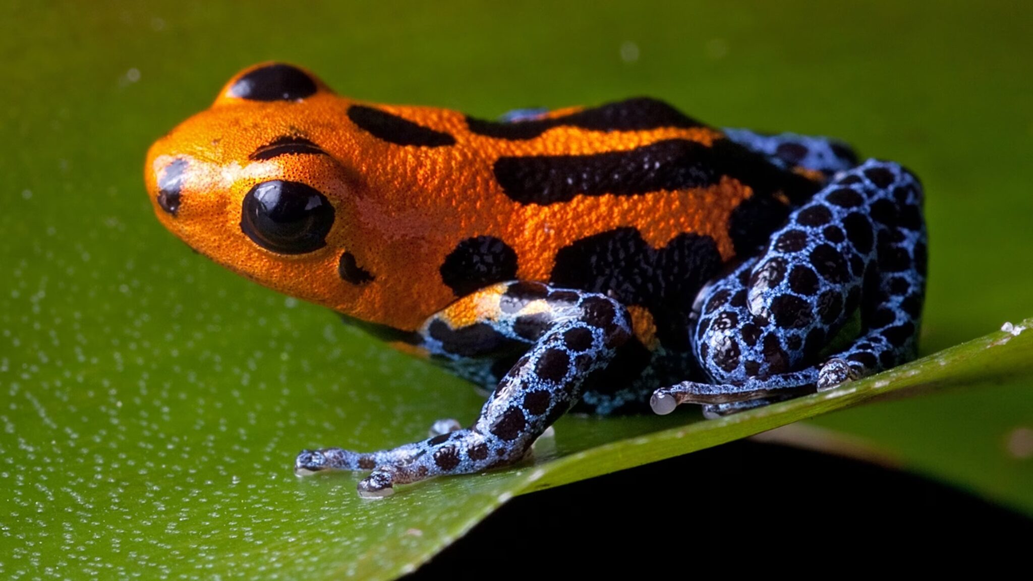 Meet 27 Incredible Animals That Live in the Jungle - Meredith Plays