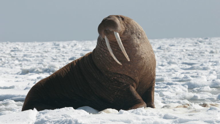 The Amazing World of Arctic Animals: A Kid's Guide - Meredith Plays