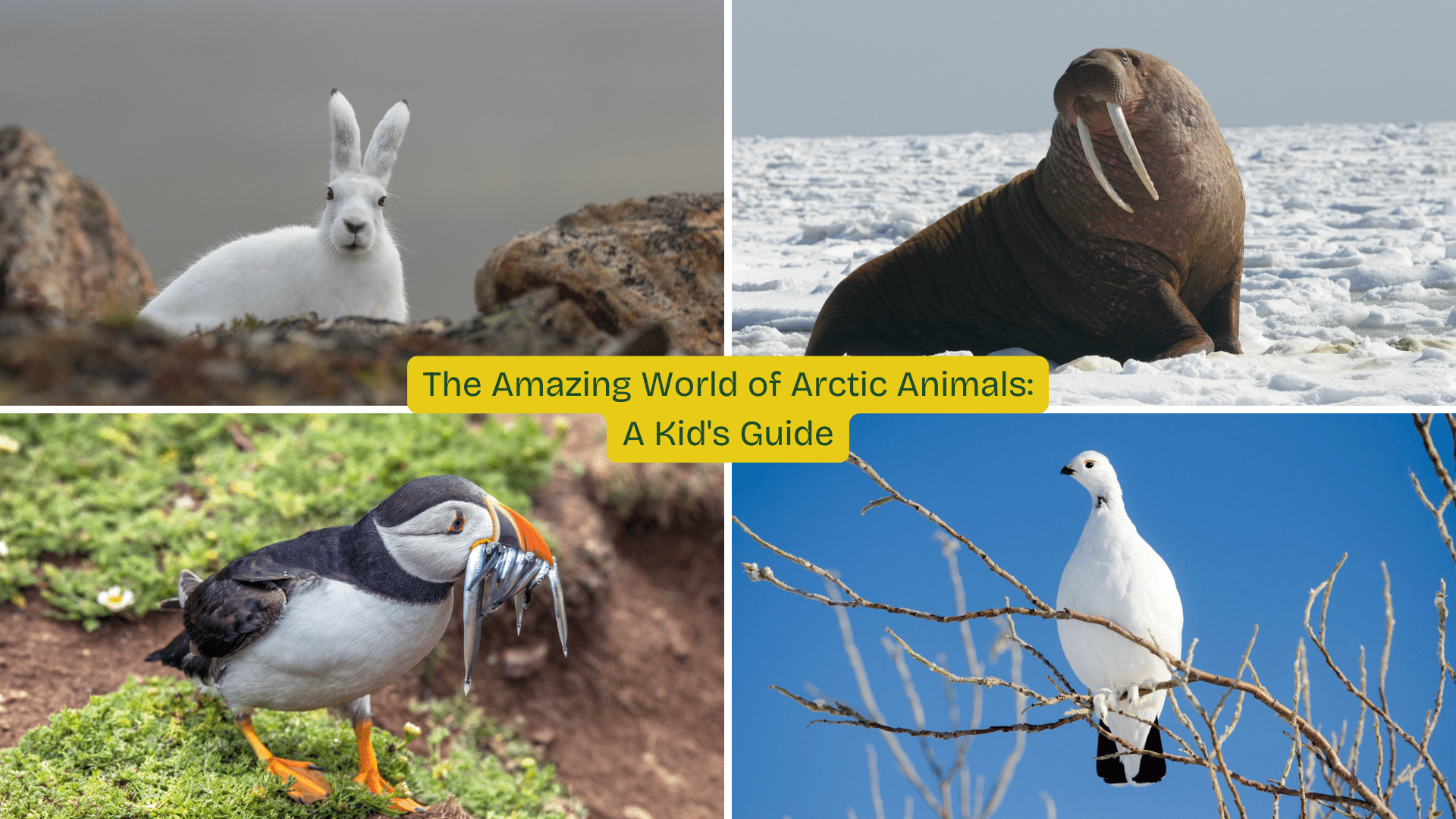 The Amazing World of Arctic Animals: A Kid's Guide - Meredith Plays