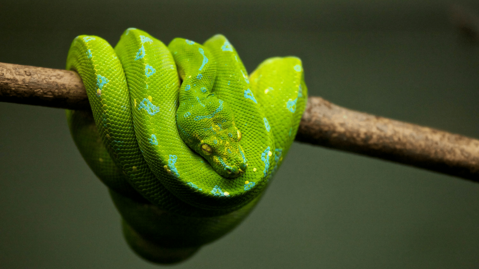 35 Shocking Facts About Snakes That Will Make Your Skin Crawl ...