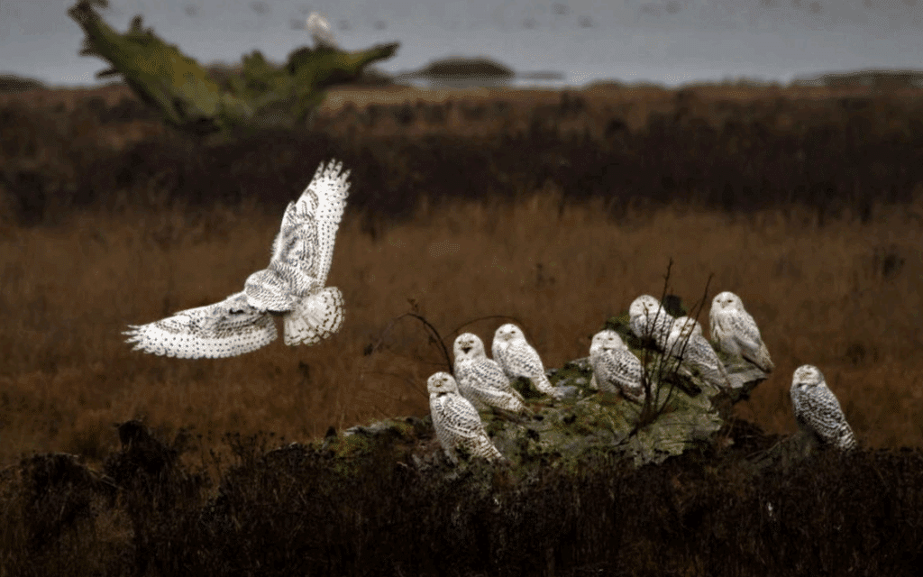 Do Owls Hibernate? Understanding How Owls Survive Winter - Meredith Plays