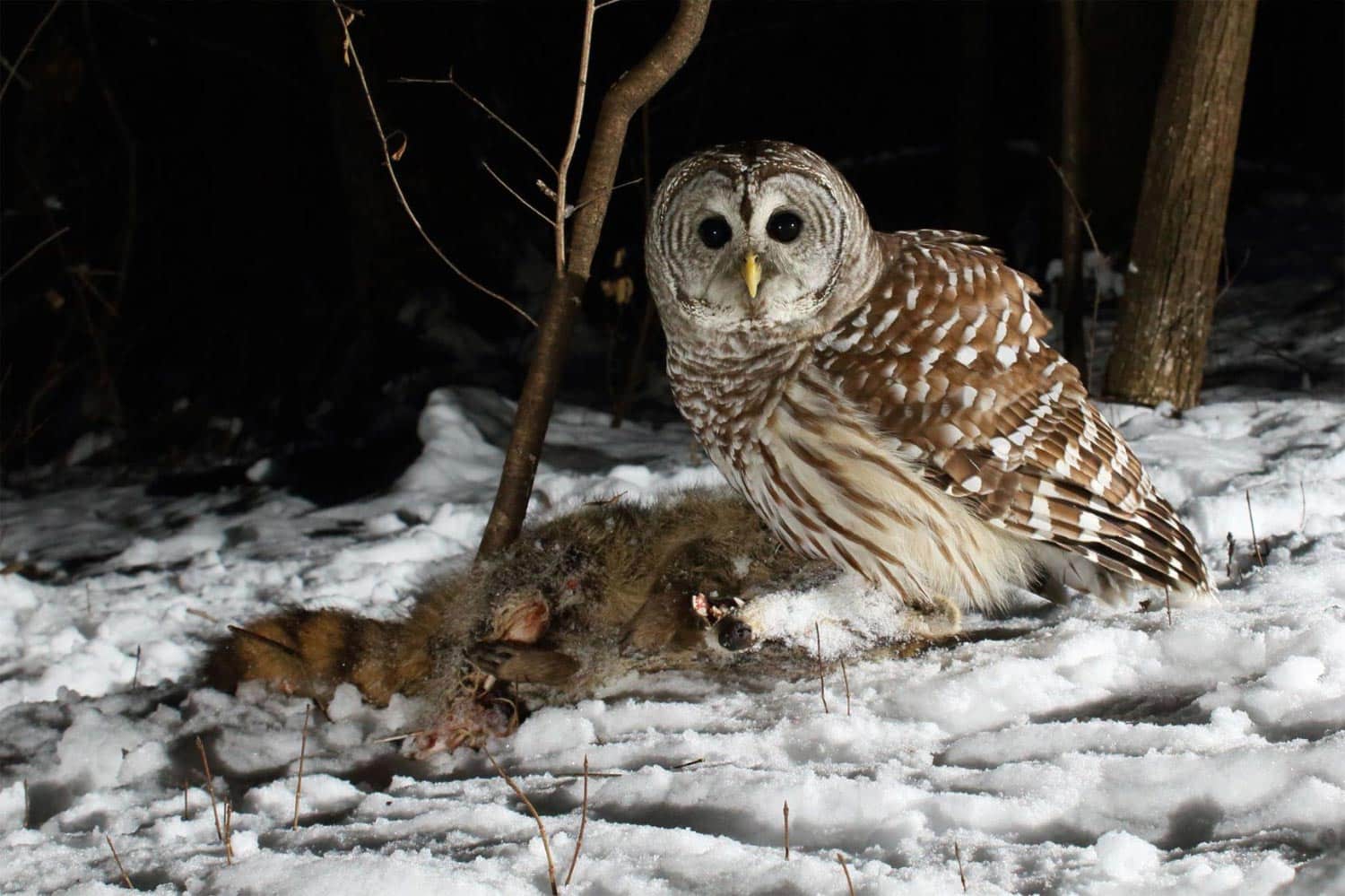 Do Owls Hibernate? Understanding How Owls Survive Winter - Meredith Plays
