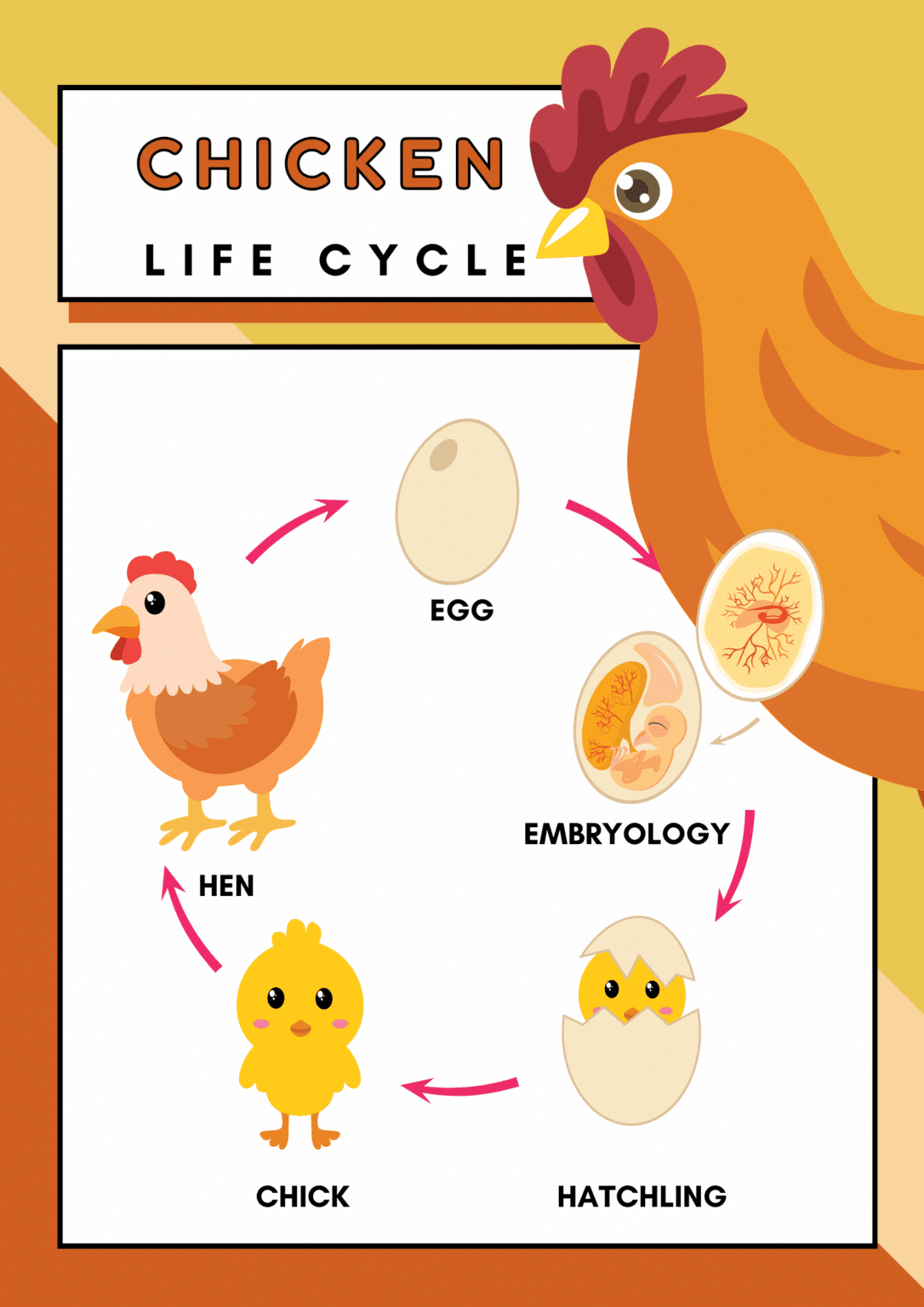 Life Cycle of a Chicken for Kids to Learn - Meredith Plays