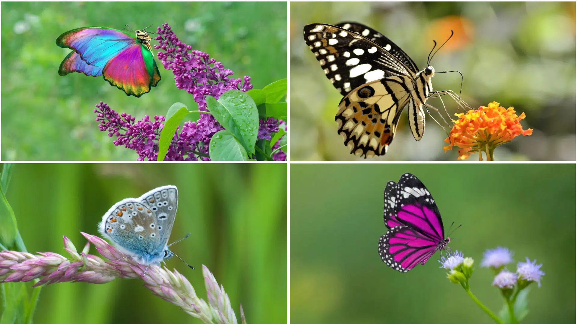 47 Fun Facts About Butterflies That Will Blow Your Mind - Meredith Plays